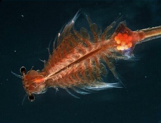 Unique Properties of the crustacean Artemia | Biobuilding